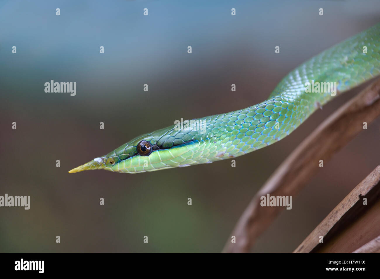 Rhinoceros Snake (Rhynchophis boulengeri) in tree, Costa Rica Stock ...