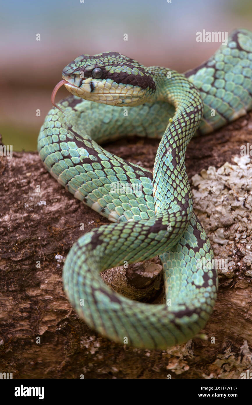 Ceylon Pit Viper (Trimeresurus trigonocephalus) on branch, Costa Rica ...