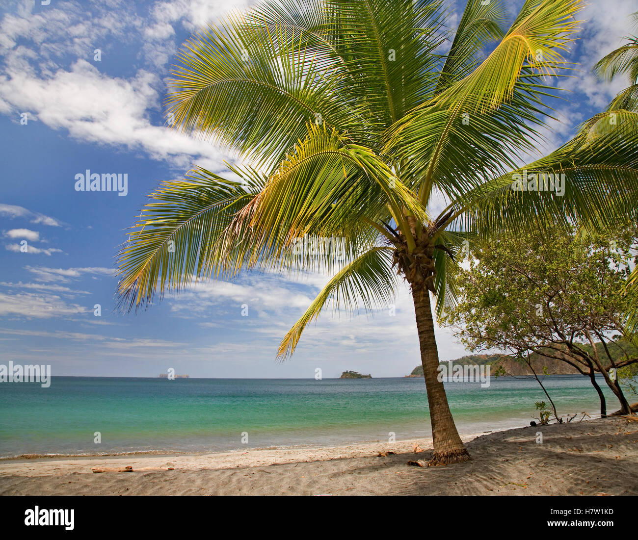 Palm trees line Penca Beach, Costa Rica Stock Photo - Alamy