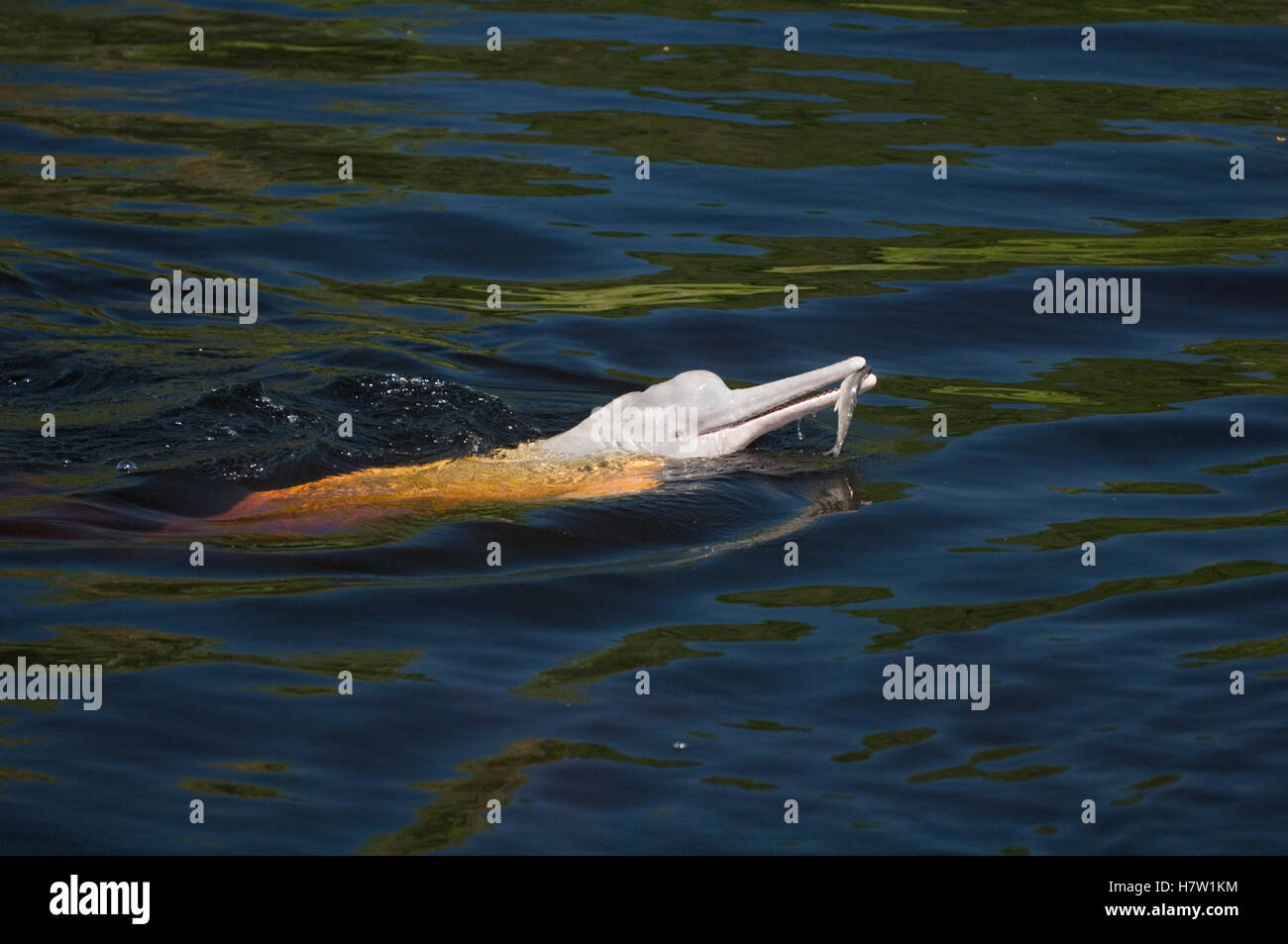 Amazon River Dolphin (Inia geoffrensis) with caught fish, Rio Negro ...