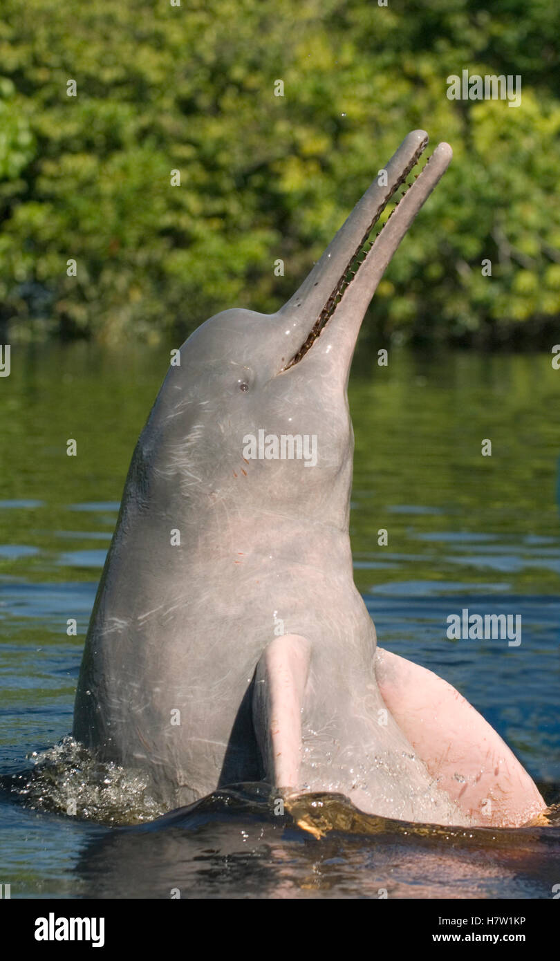 Amazon River Dolphin (Inia geoffrensis) spyhopping, Rio Negro, Amazonia ...