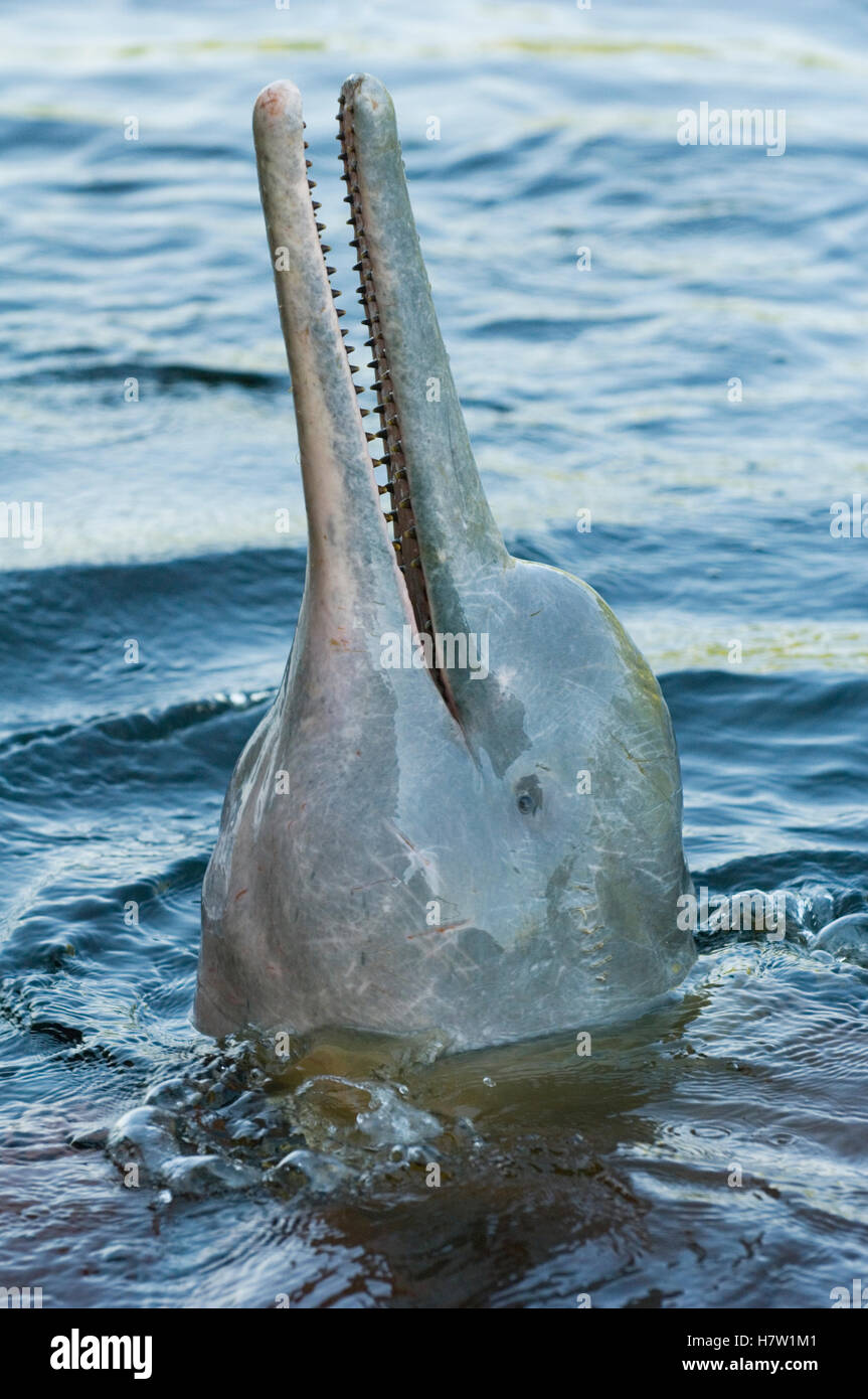 Amazon River Dolphin (Inia geoffrensis) at surface, Rio Negro, Amazonia ...