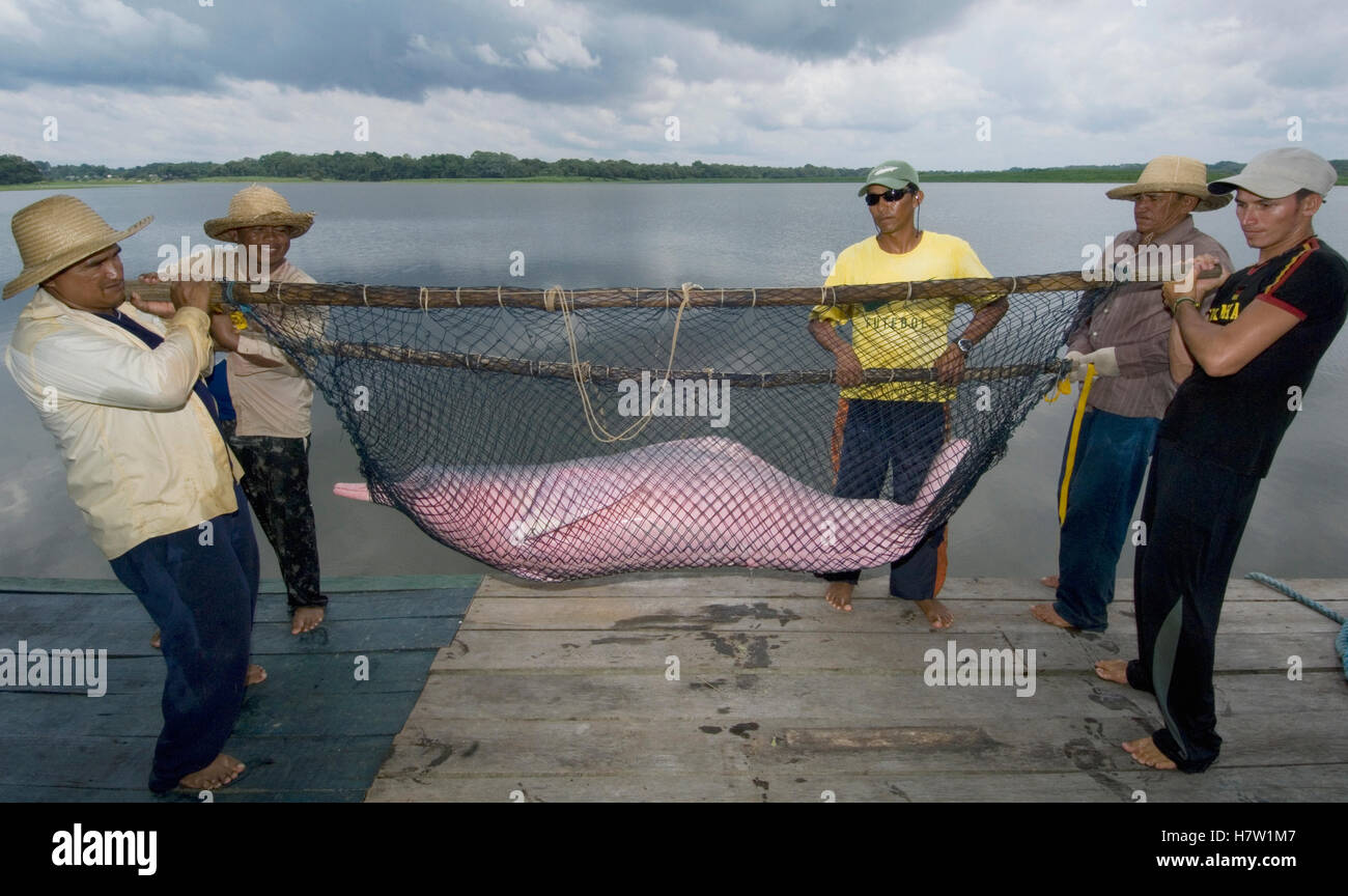 Amazon River Dolphin (Inia geoffrensis) researchers carrying captured ...