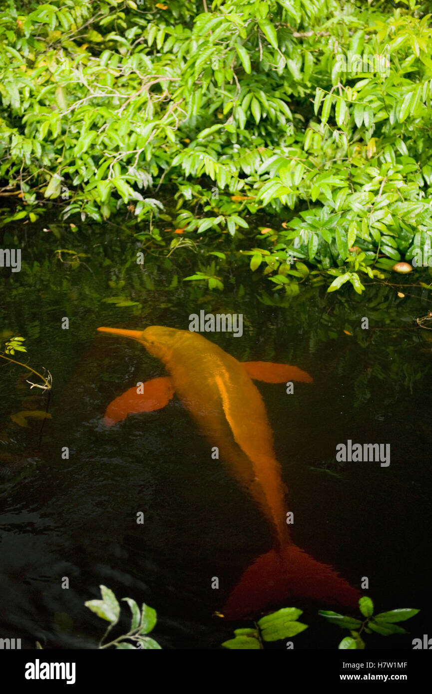 Amazon River Dolphin (Inia geoffrensis) in flooded forest, Rio Negro ...