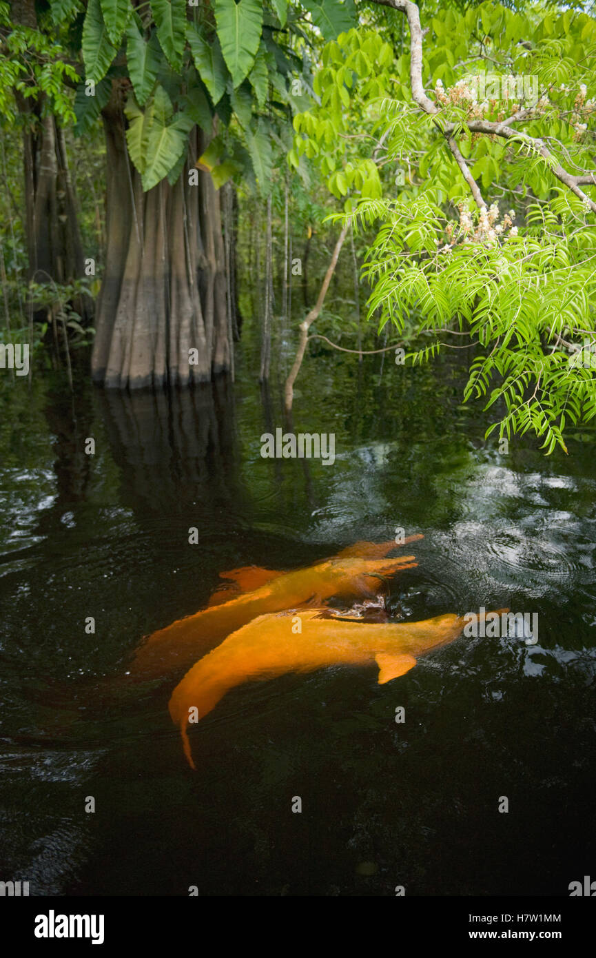 Amazon River Dolphin (Inia geoffrensis) trio swimming through flooded ...