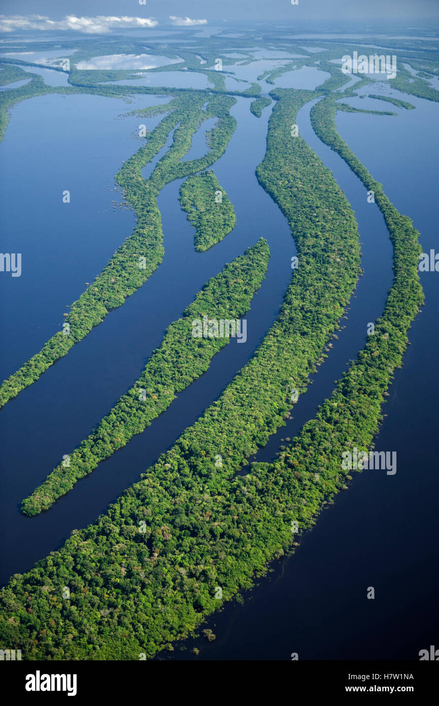 Flooded forest, habitat for the Amazon River dolphin, Anavilhanas ...