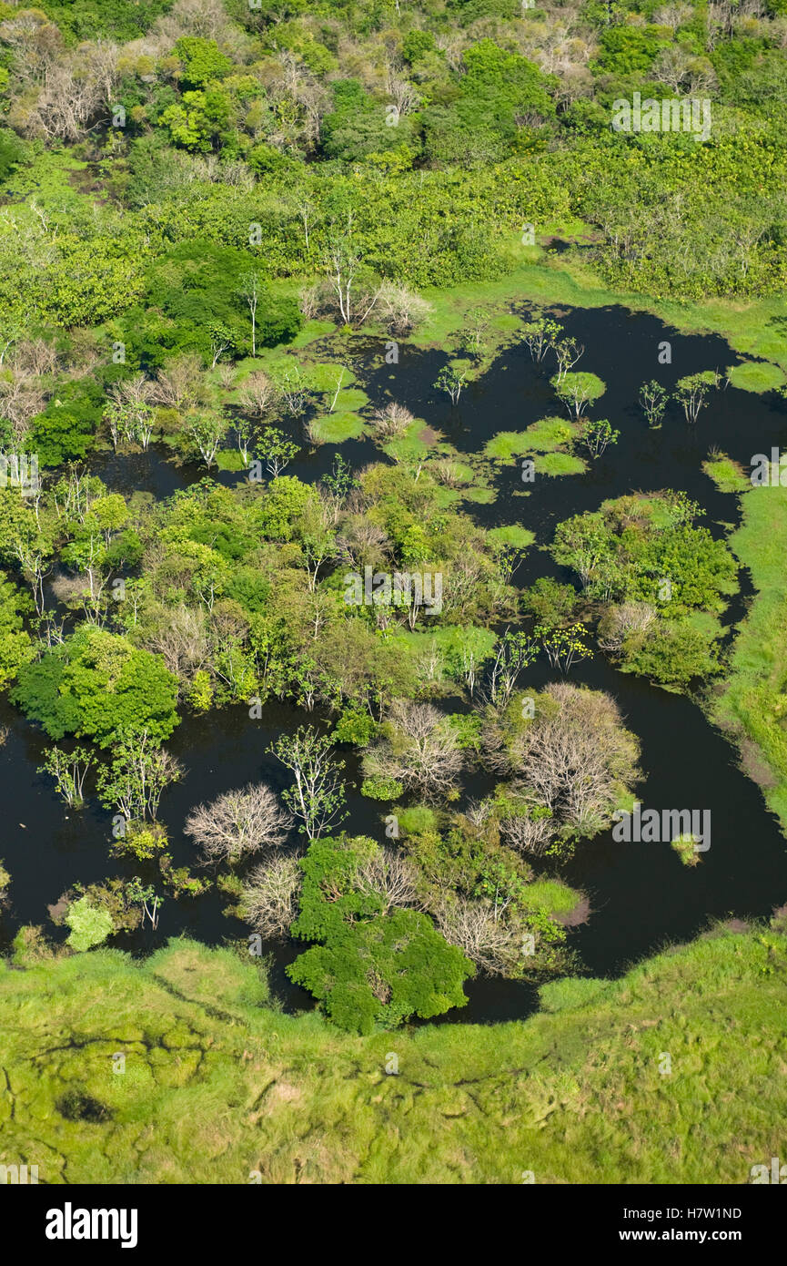 Flooded forest, habitat for the Amazon River dolphin, Anavilhanas ...