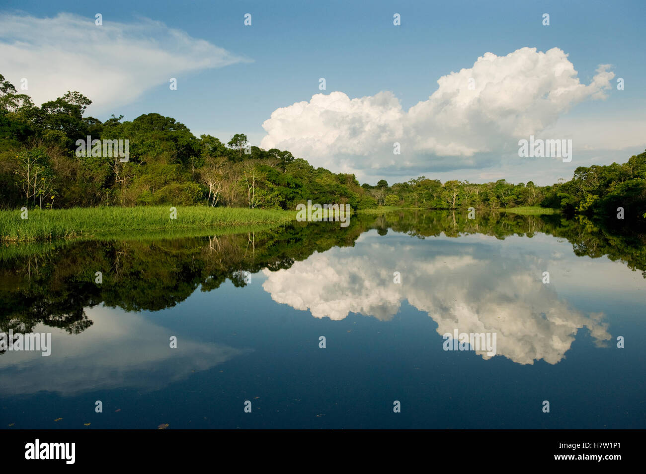 Flooded lowland forest, habitat for the amazon river dolphin, tributary ...