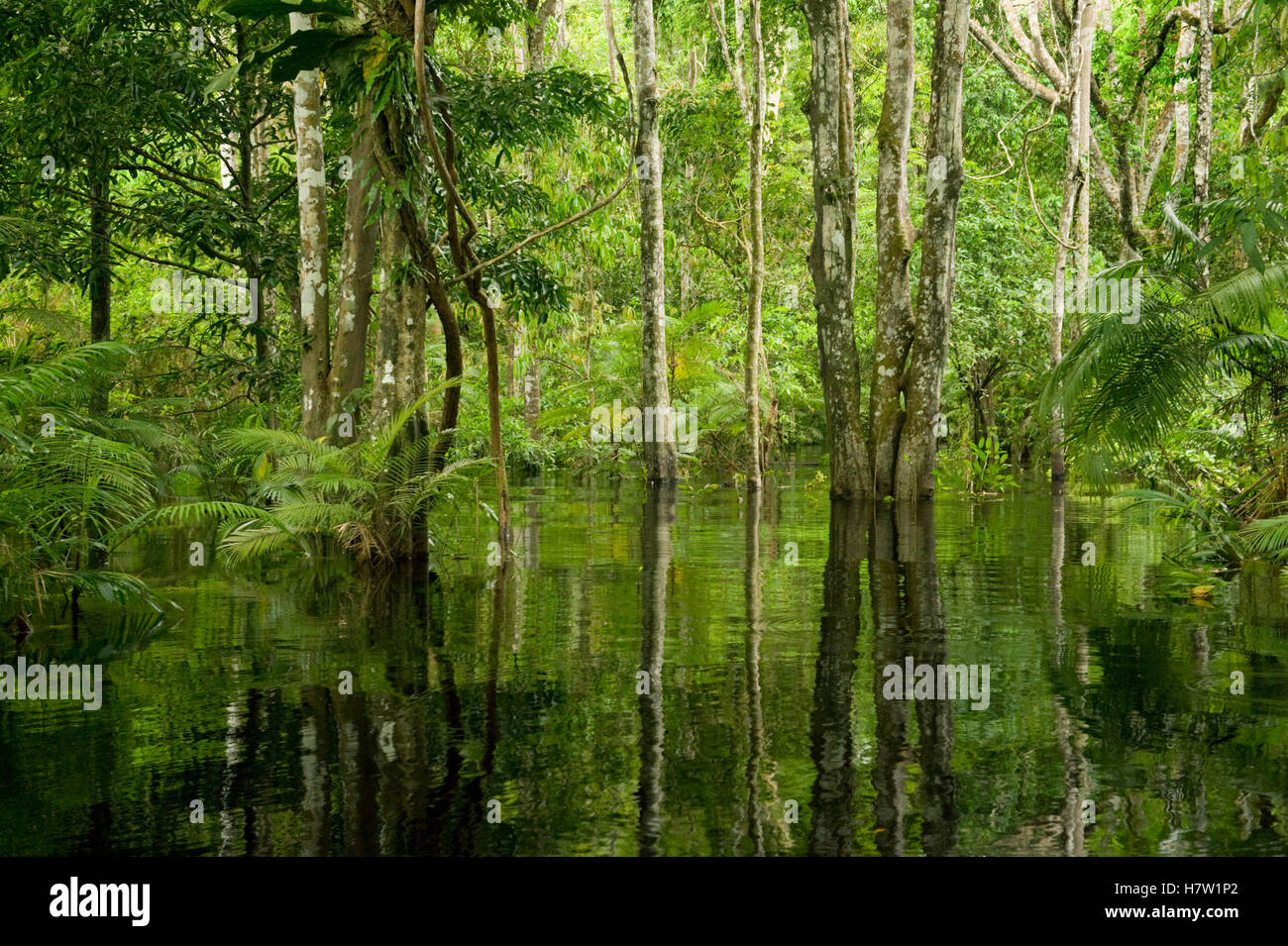 Flooded forest, habitat for the amazon river dolphin, Rio Negro ...