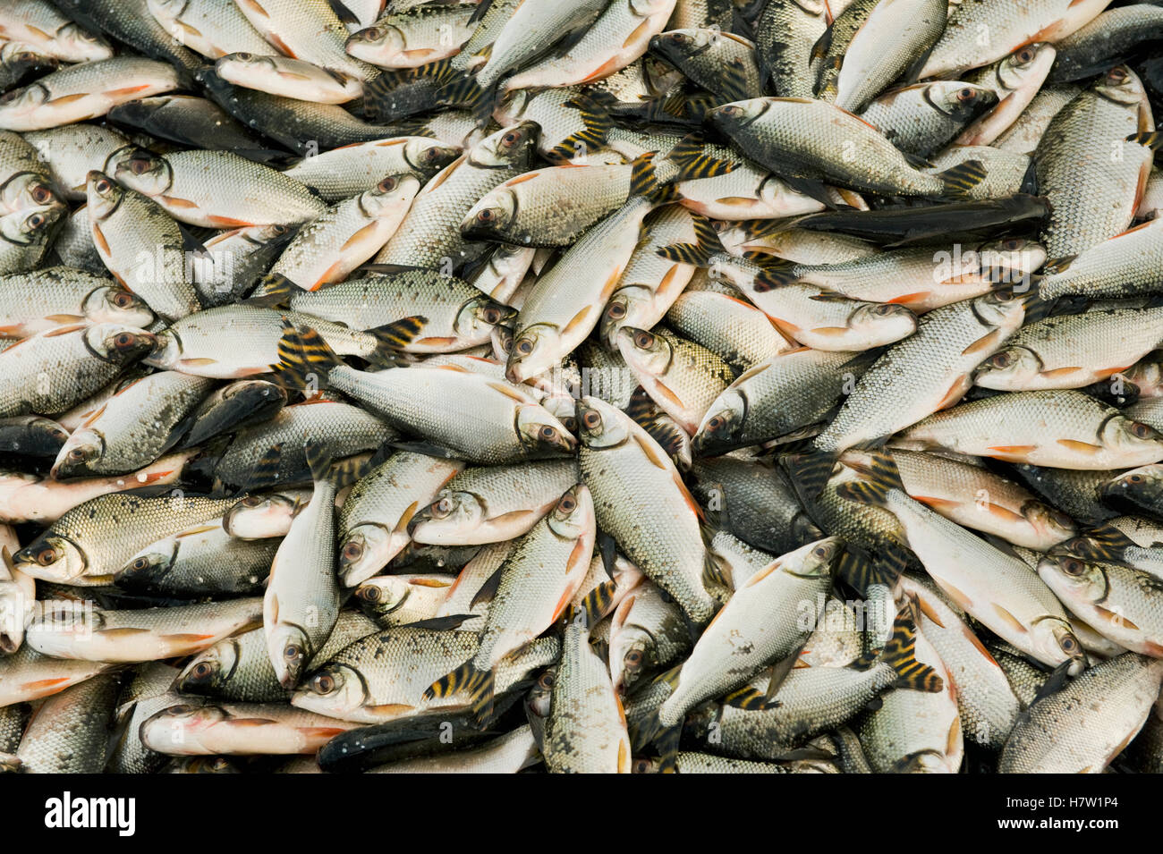 Fish caught in Rio Negro, Amazonia, Brazil Stock Photo - Alamy