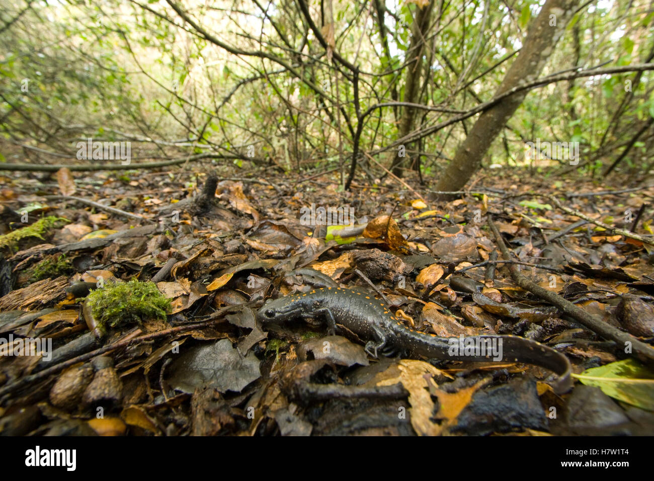 Santa Cruz Long-toed Salamander (Ambystoma macrodactylum croceum) in ...