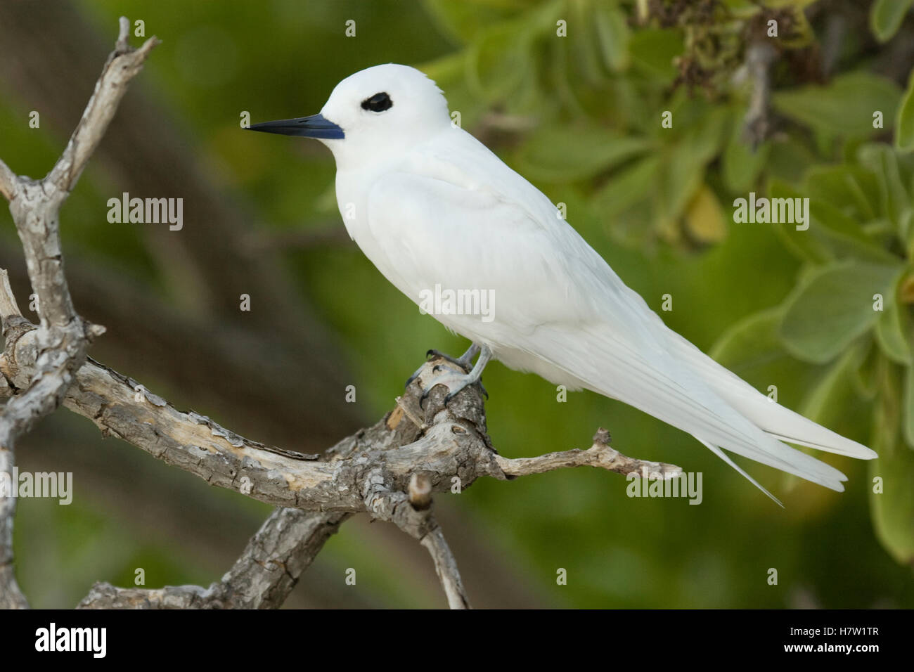 White Tern (Gygis alba), Midway Atoll, Hawaiian Leeward Islands, Hawaii ...