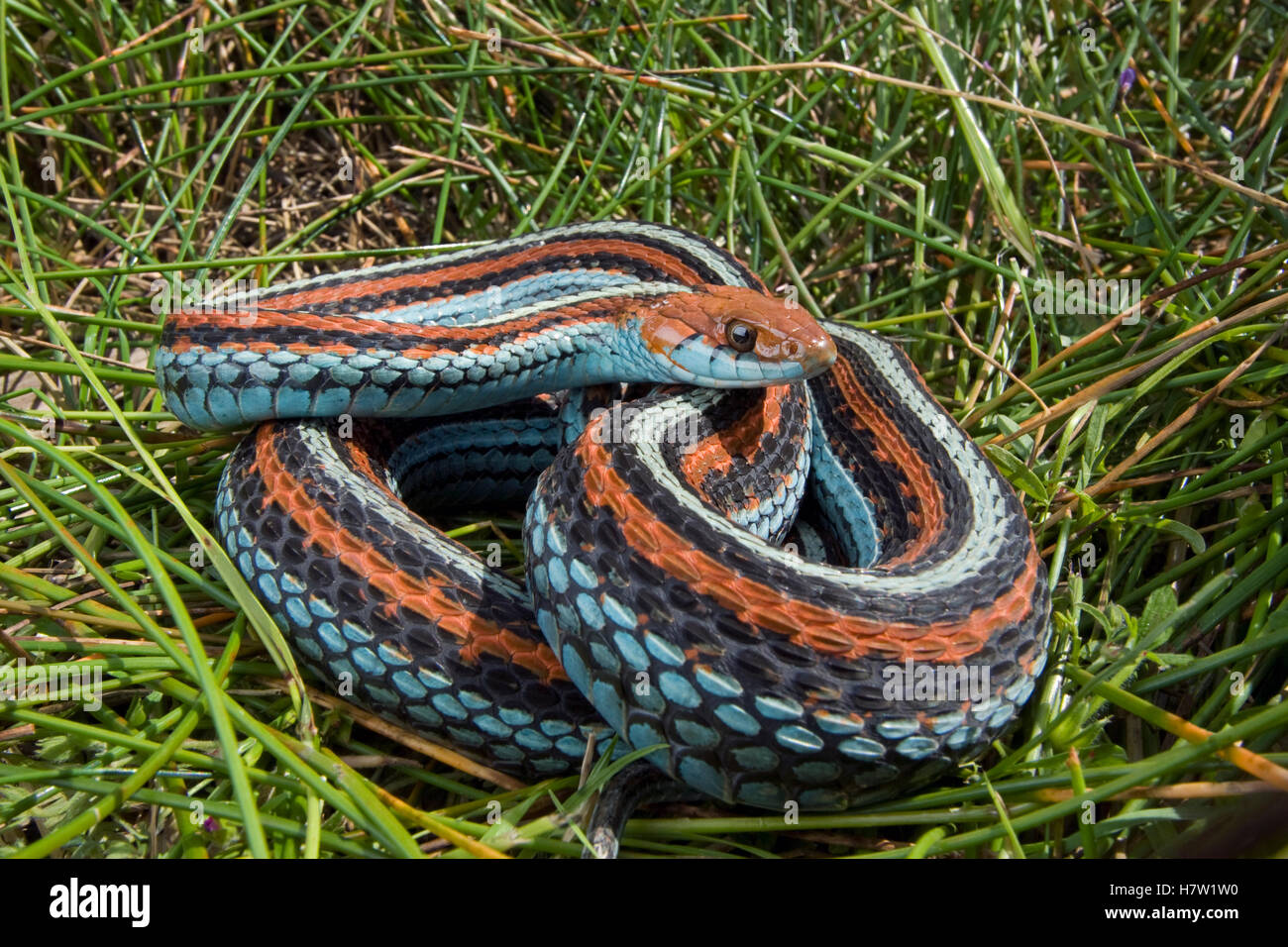 San Francisco Garter Snake (Thamnophis sirtalis tetrataenia) on pond ...