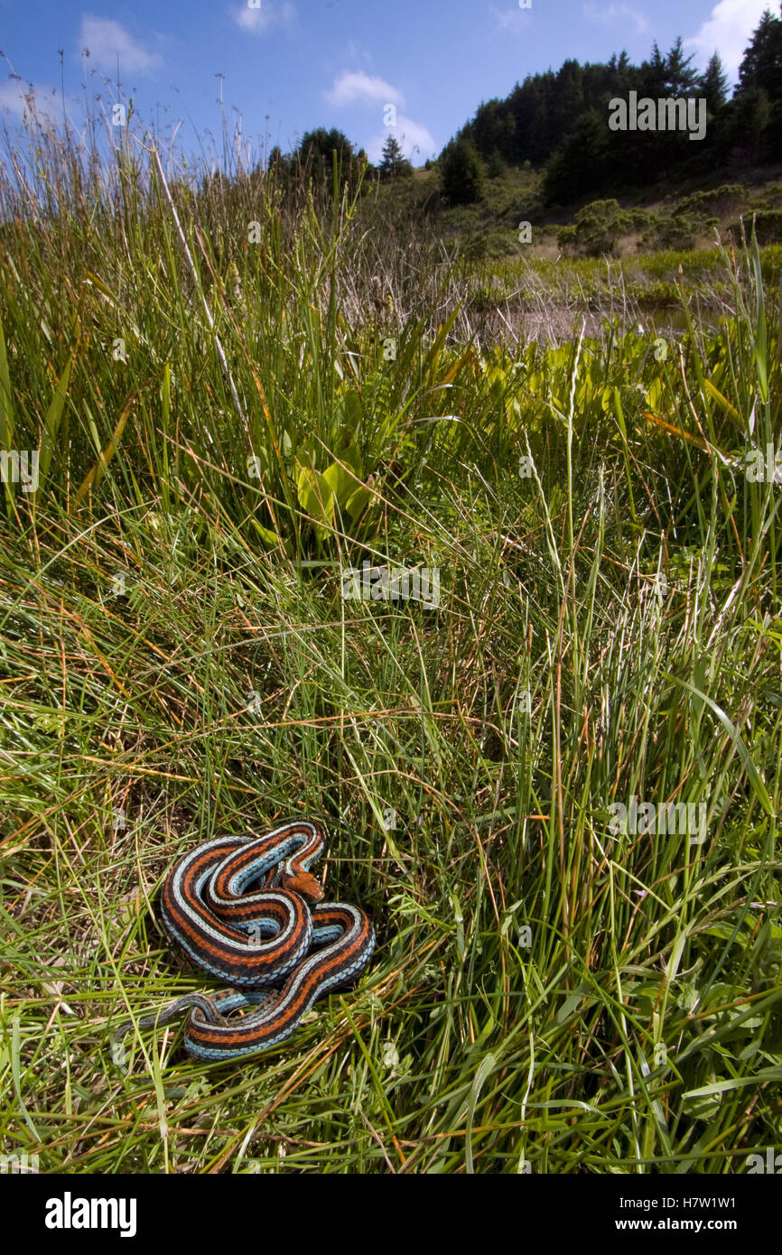 San Francisco Garter Snake (Thamnophis sirtalis tetrataenia) near pond ...