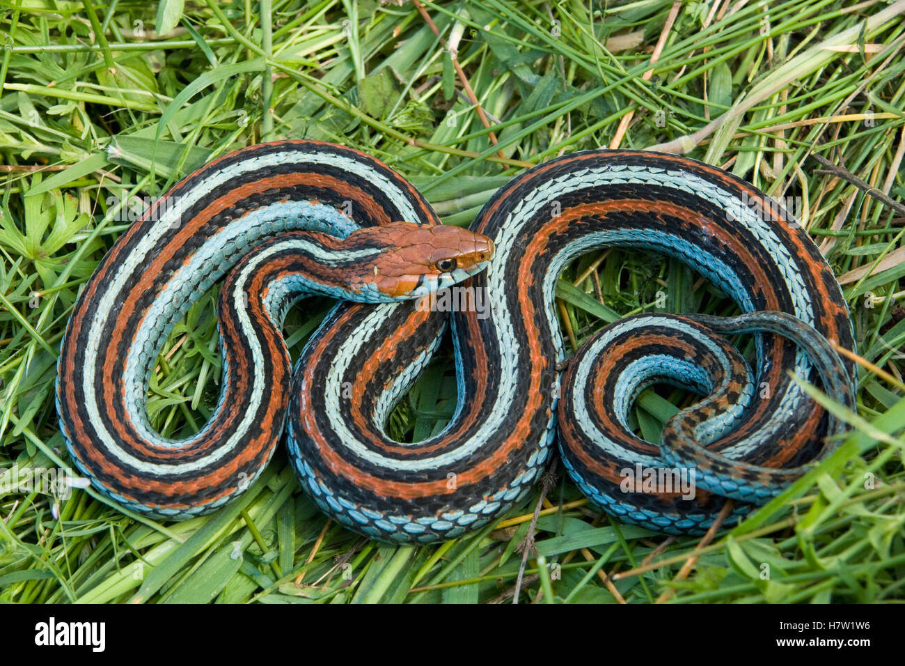 San Francisco Garter Snake (Thamnophis sirtalis tetrataenia) on pond ...