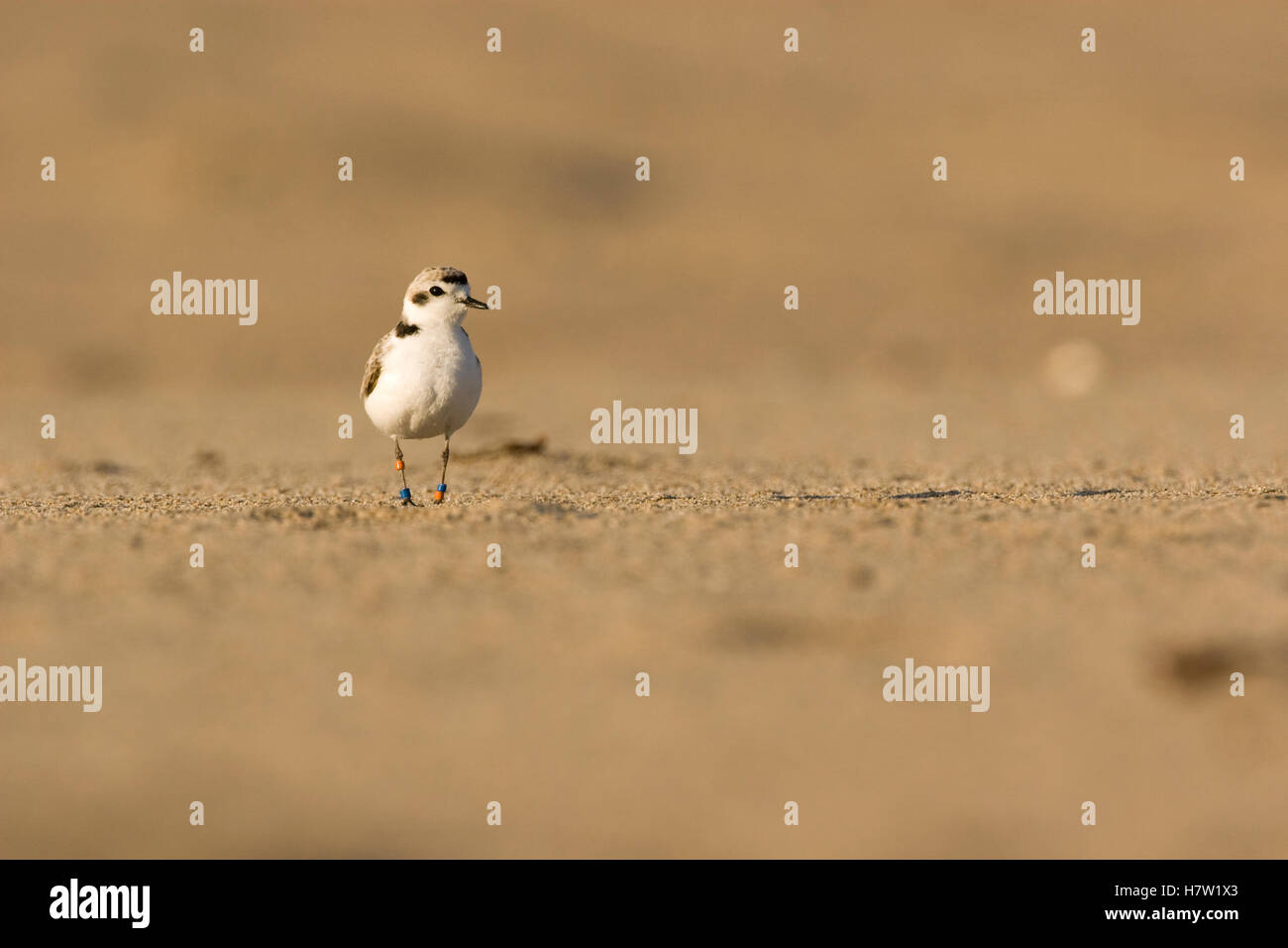 Snowy Plover (Charadrius nivosus) male, in breeding plumage, on beach ...