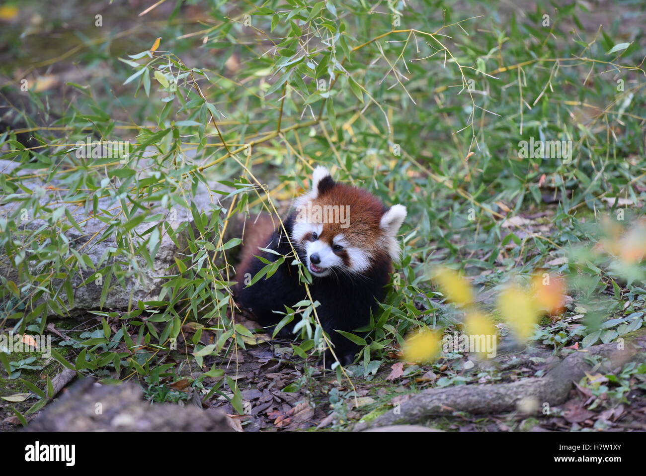 Himalayan Red Panda High Resolution Stock Photography and Images - Alamy