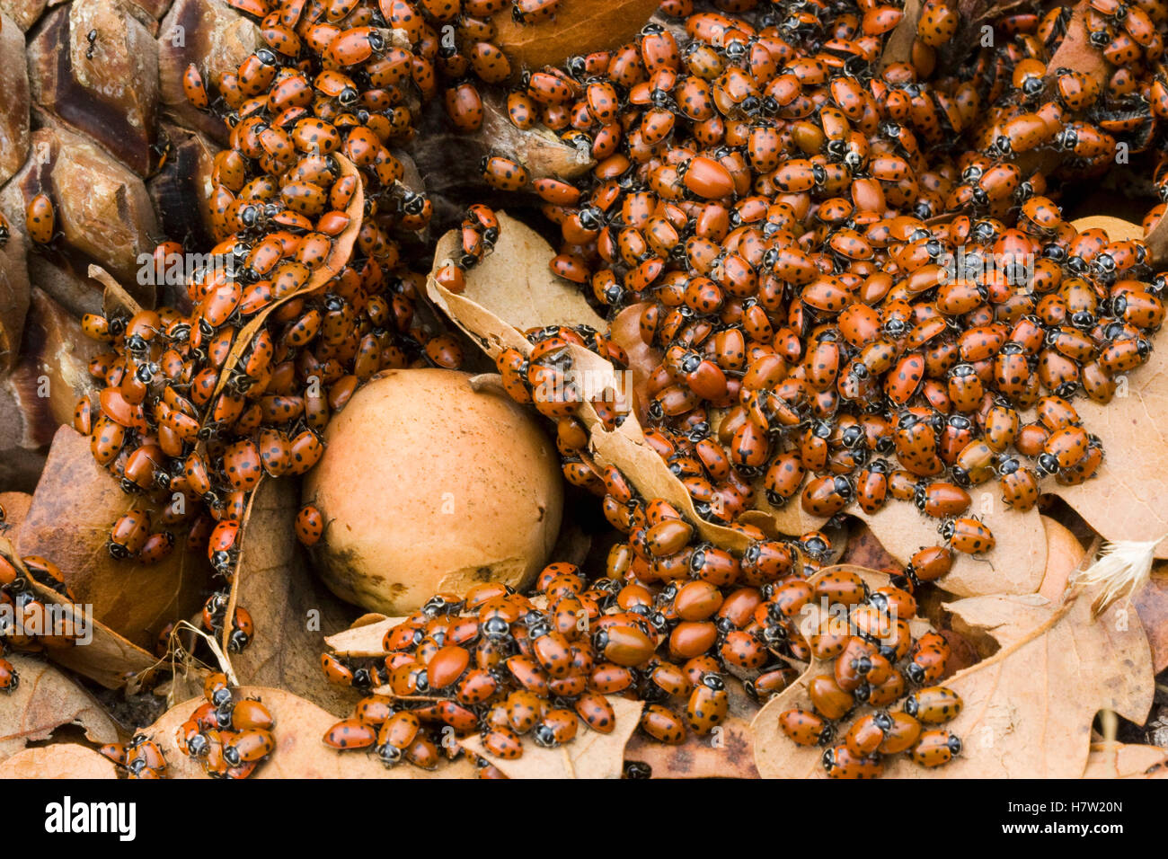 Convergent Lady Beetle (Hippodamia convergens) group gathering to mate ...
