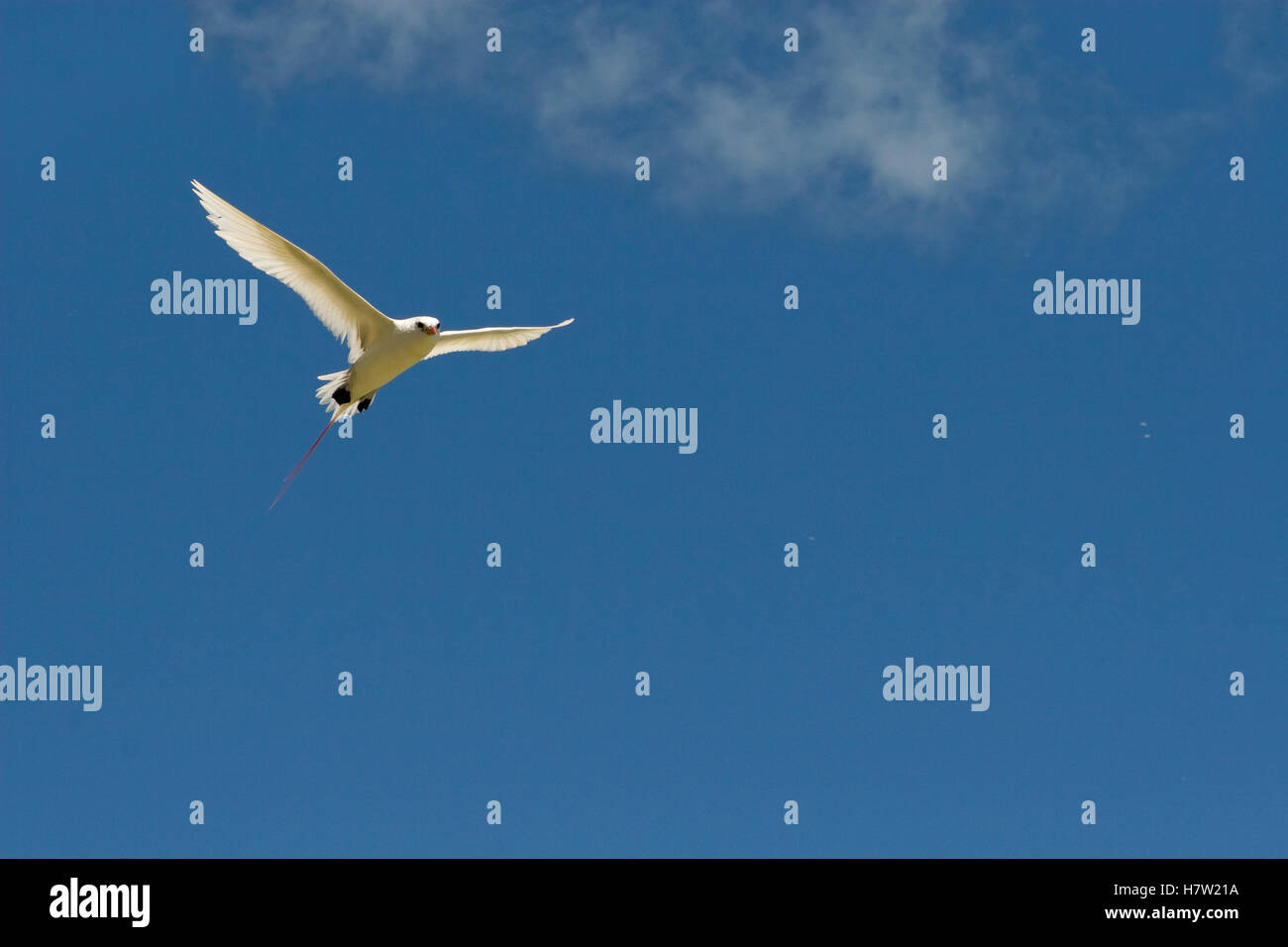 Red-tailed Tropicbird (Phaethon rubricauda) flying, Midway Atoll ...