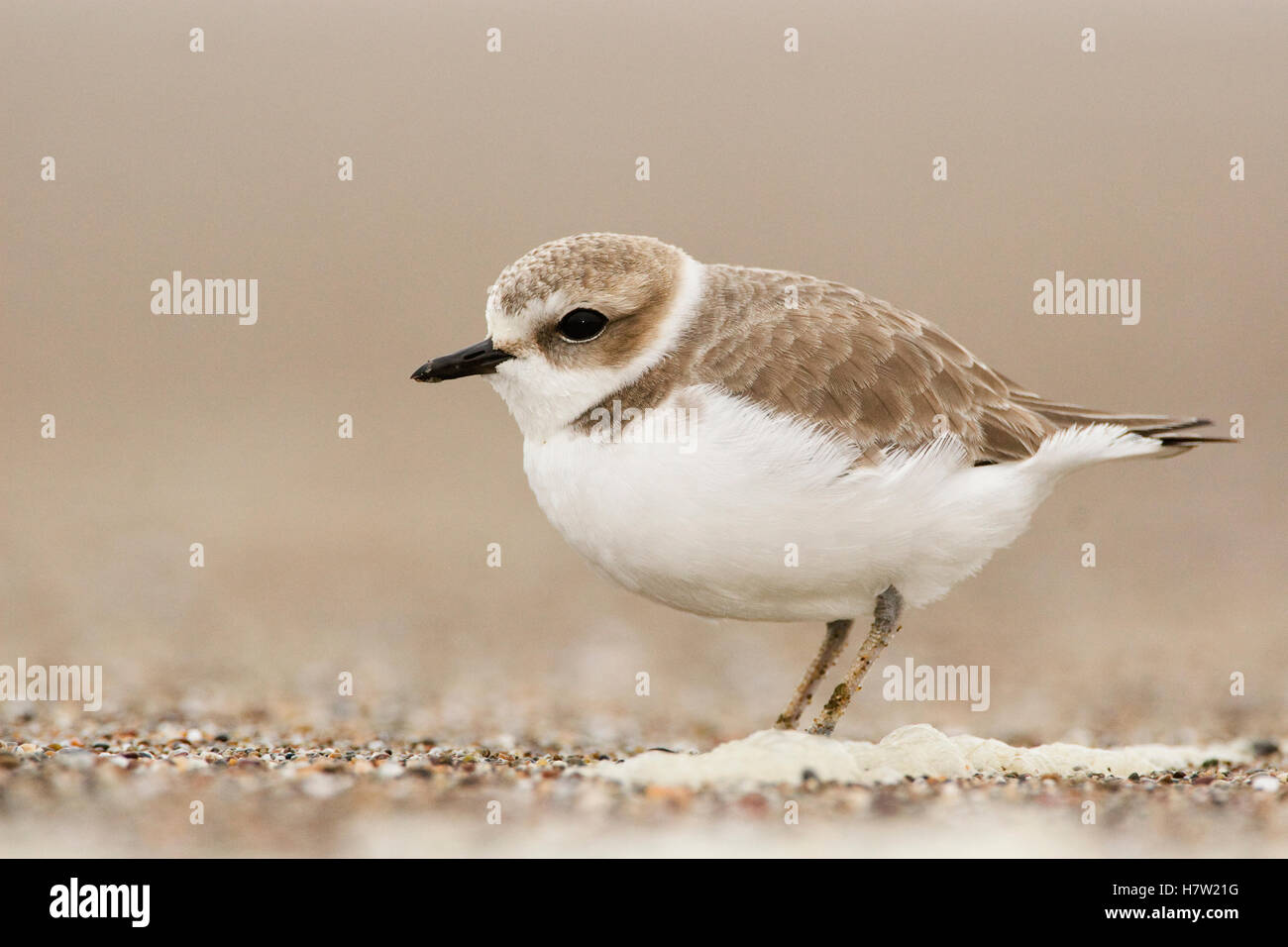 Snowy Plover (Charadrius nivosus) in winter plumage on beach, Point ...