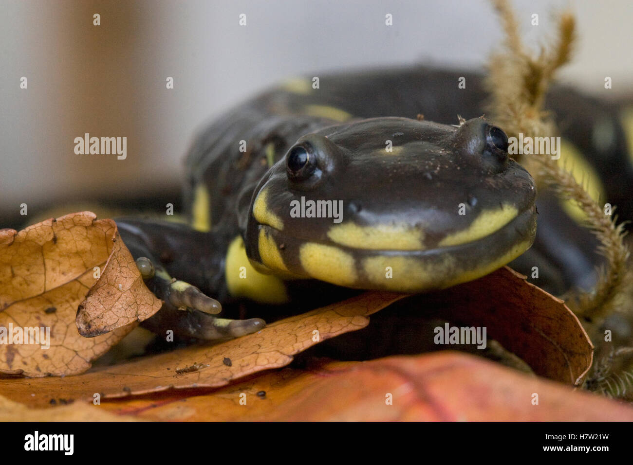 California Tiger Salamander (Ambystoma californiense) portrait ...