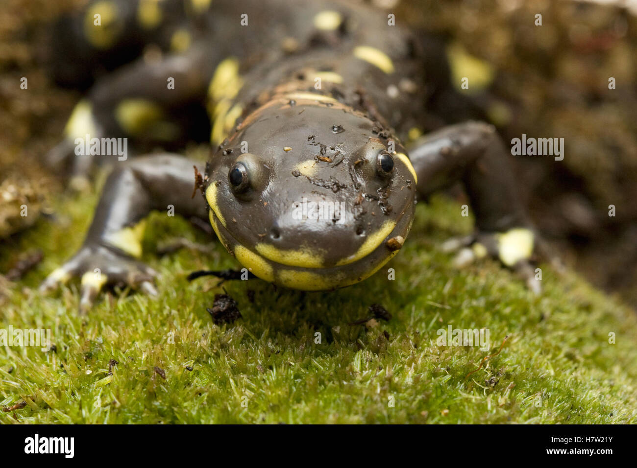 California Tiger Salamander (Ambystoma californiense), Monterey Bay ...
