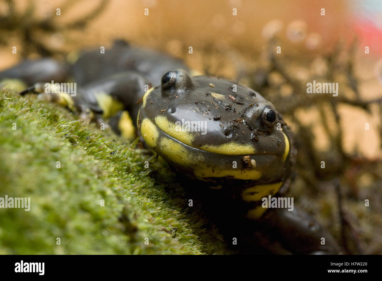 California Tiger Salamander (Ambystoma californiense), Monterey Bay ...