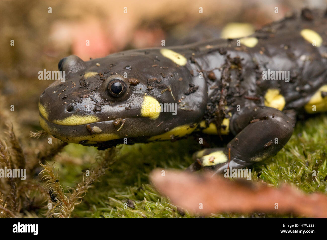 California Tiger Salamander (Ambystoma californiense), Monterey Bay ...