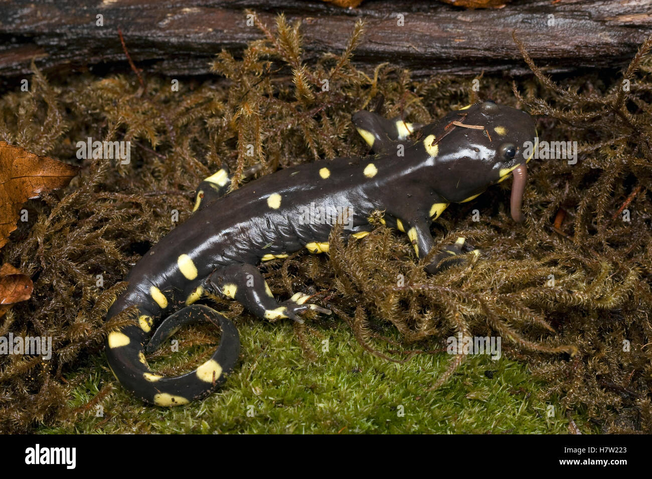 California Tiger Salamander (Ambystoma californiense) eating worm ...