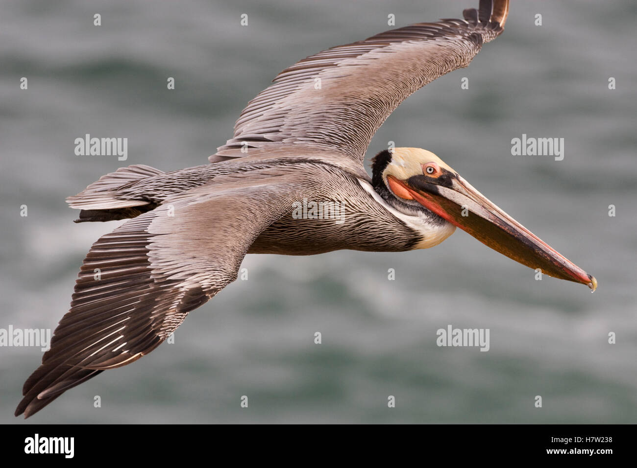 Brown Pelican (Pelecanus occidentalis), in breeding plumage, flying, La ...