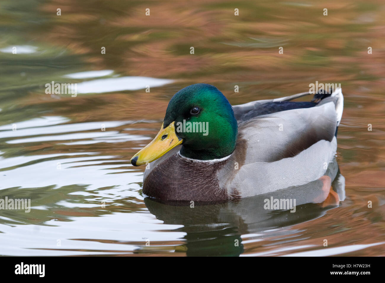 Mallard (Anas platyrhynchos) drake, Santa Cruz, Monterey Bay ...