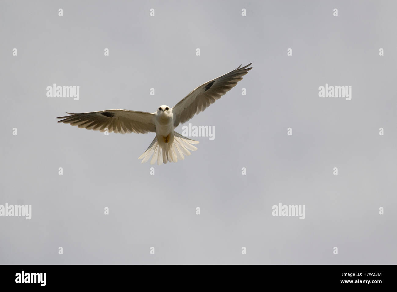 White-tailed Kite (Elanus leucurus) hovering, Santa Cruz, Monterey Bay ...