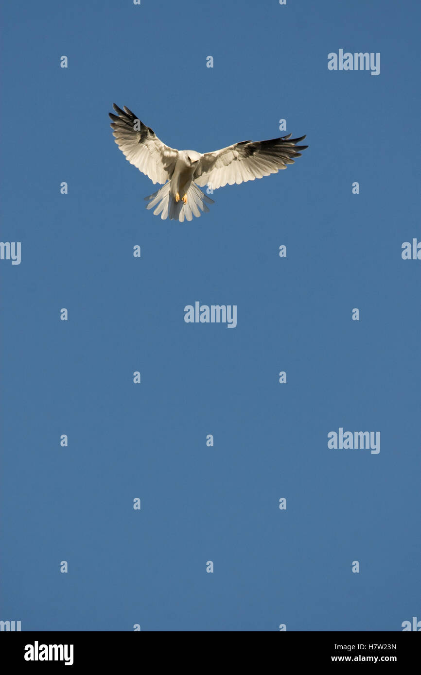 White-tailed Kite (Elanus leucurus) hovering, Santa Cruz, Monterey Bay ...