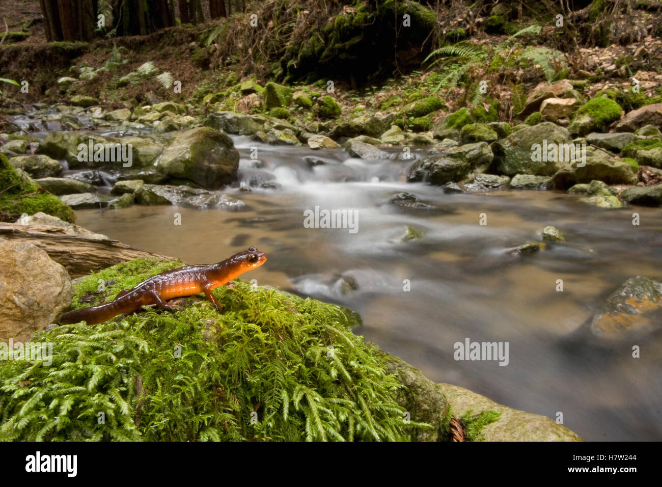 Yellow-eyed Ensatina (Ensatina eschscholtzii xanthoptica) salamander ...