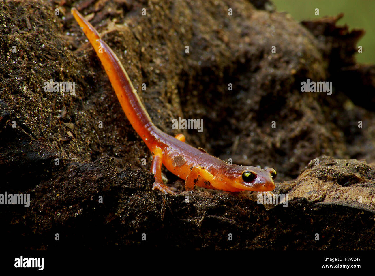 Yellow-eyed Ensatina (Ensatina eschscholtzii xanthoptica) male ...