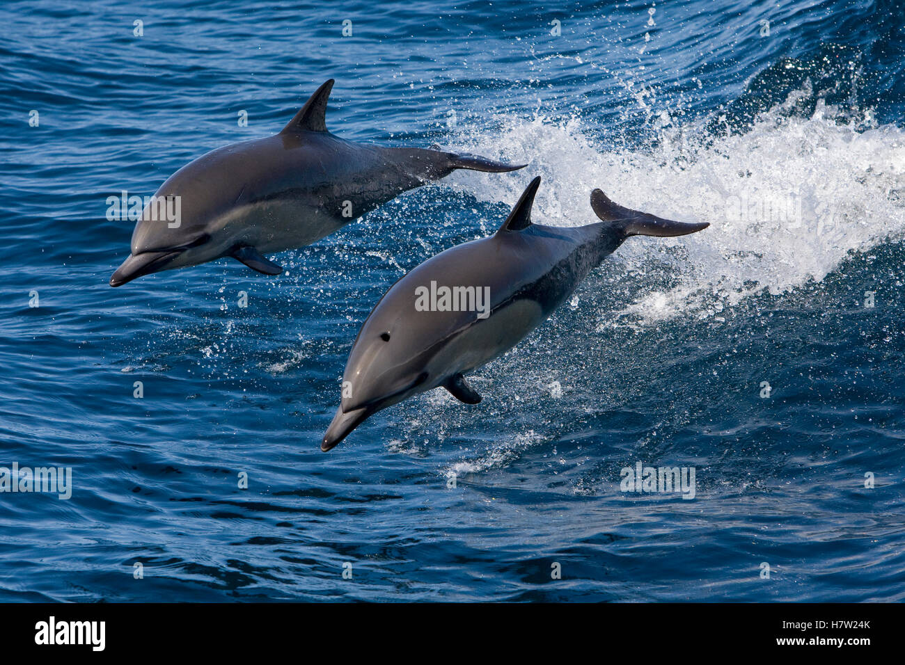 Common Dolphin (Delphinus delphis) pair jumping, Baja California ...