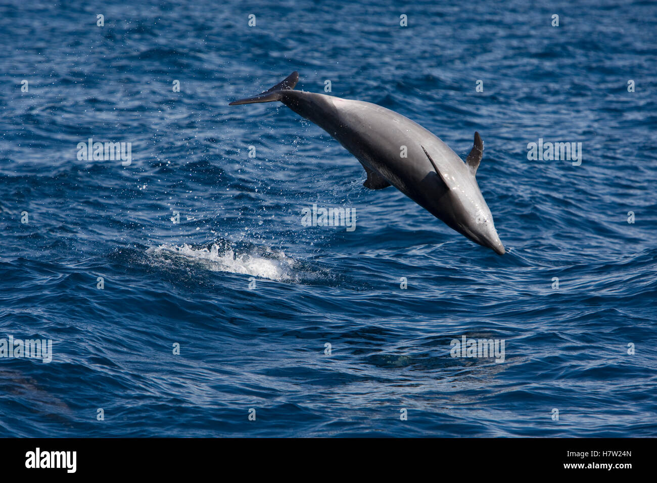 Bottlenose Dolphin (Tursiops truncatus) jumping, Baja California, Mexico Stock Photo - Alamy