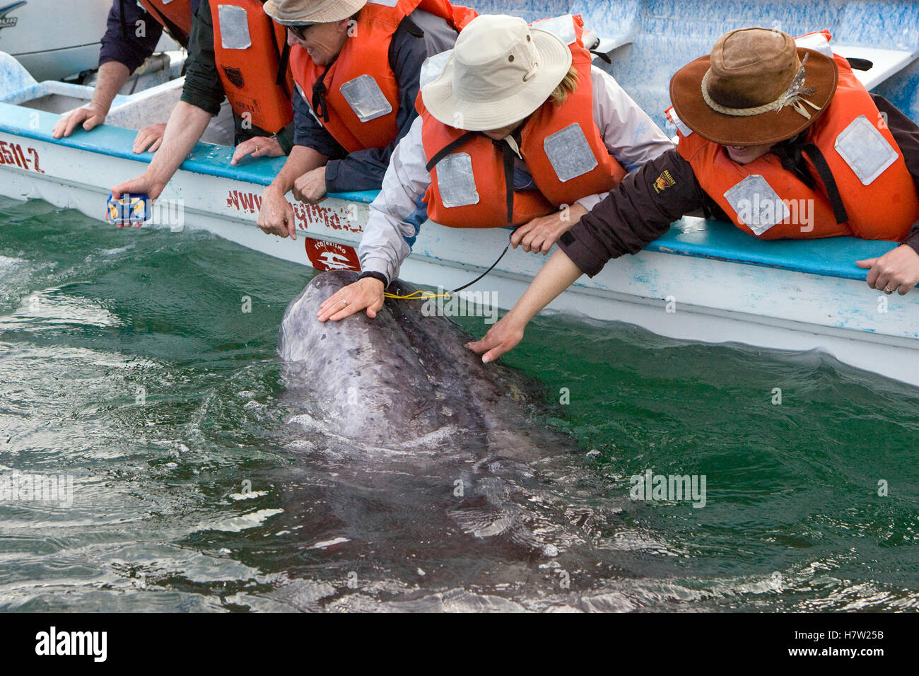Gray Whale (Eschrichtius robustus) whalewatchers touching friendly ...