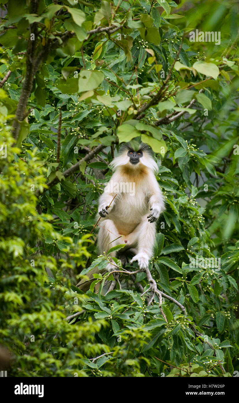 Golden Langur (Trachypithecus geei) in tree, Shemgang, Bhutan Stock ...