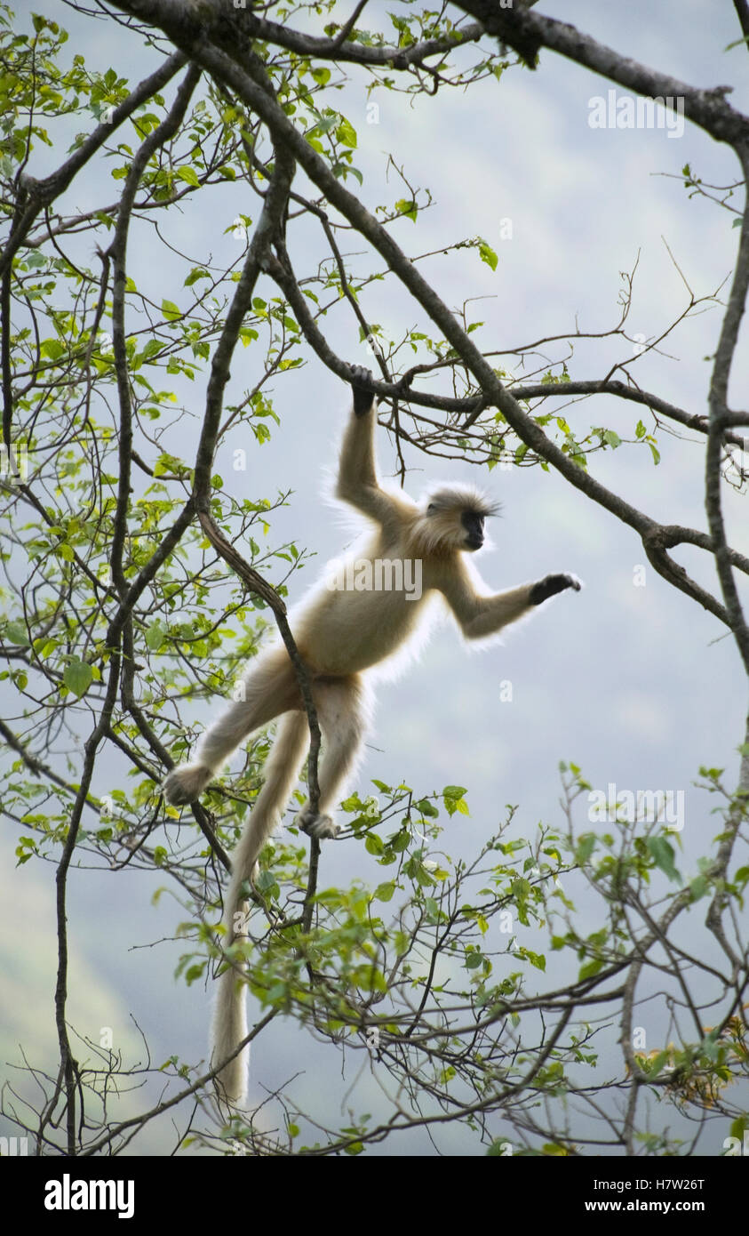 Golden Langur (Trachypithecus geei) climbing in tree, Shemgang, Bhutan ...
