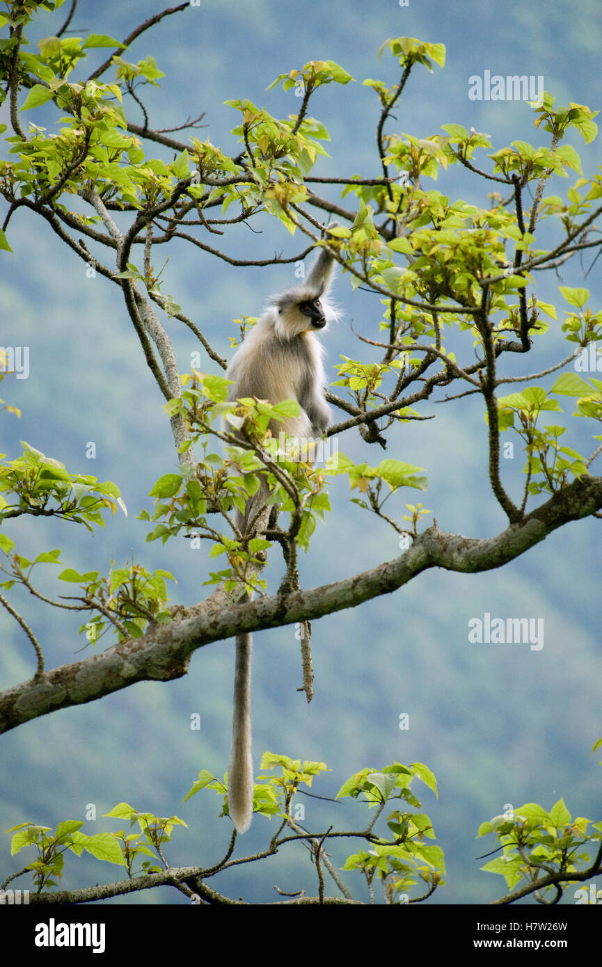 Golden Langur (Trachypithecus geei) in tree, Shemgang, Bhutan Stock ...