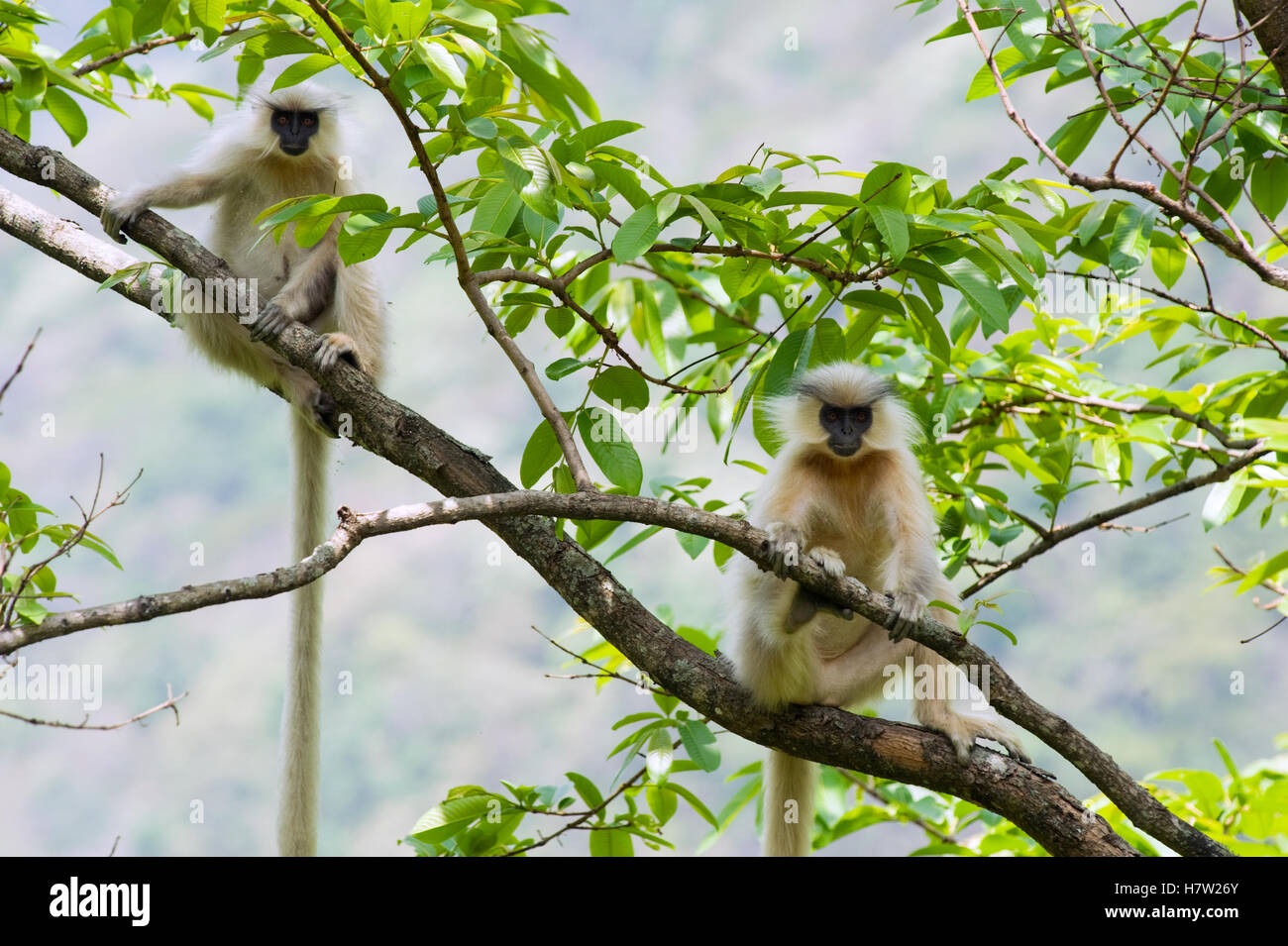 Golden Langur (Trachypithecus geei) pair in tree, Shemgang, Bhutan ...
