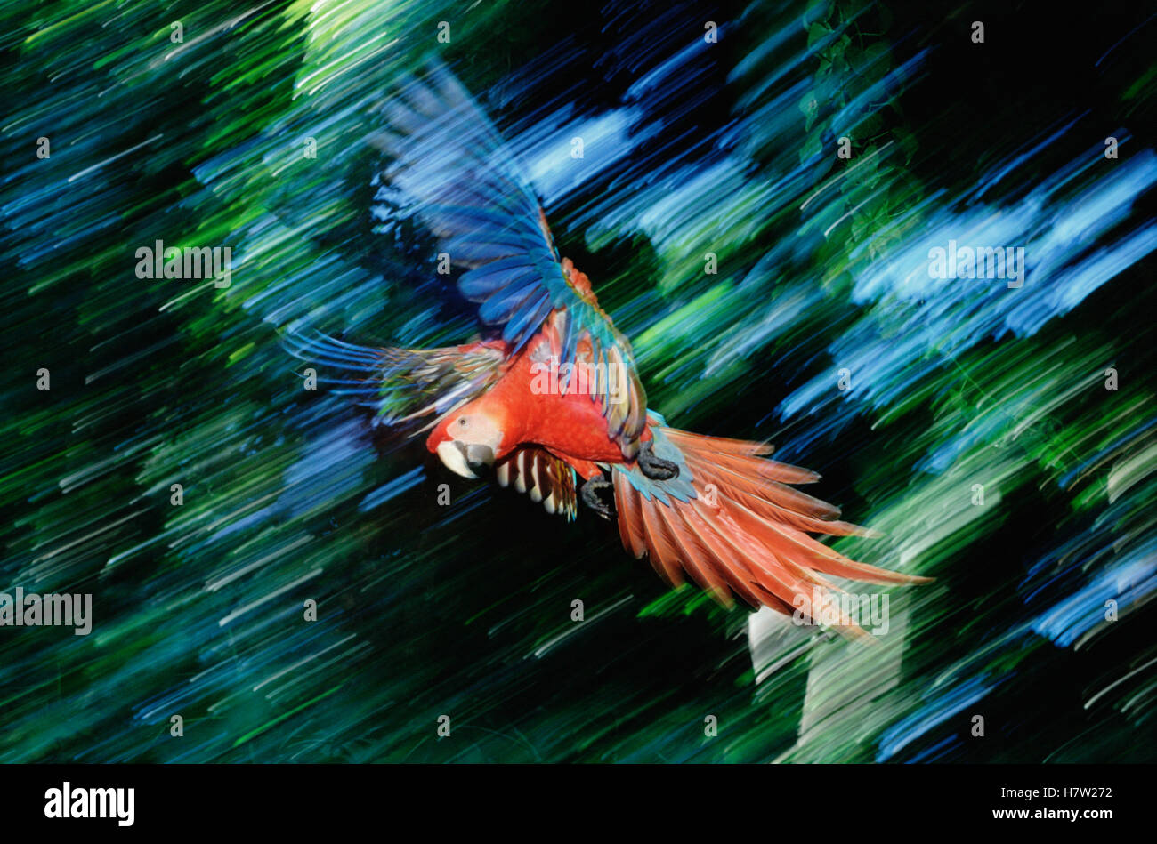 Scarlet Macaw (Ara macao) flying, Tambopata National Reserve, Peru ...