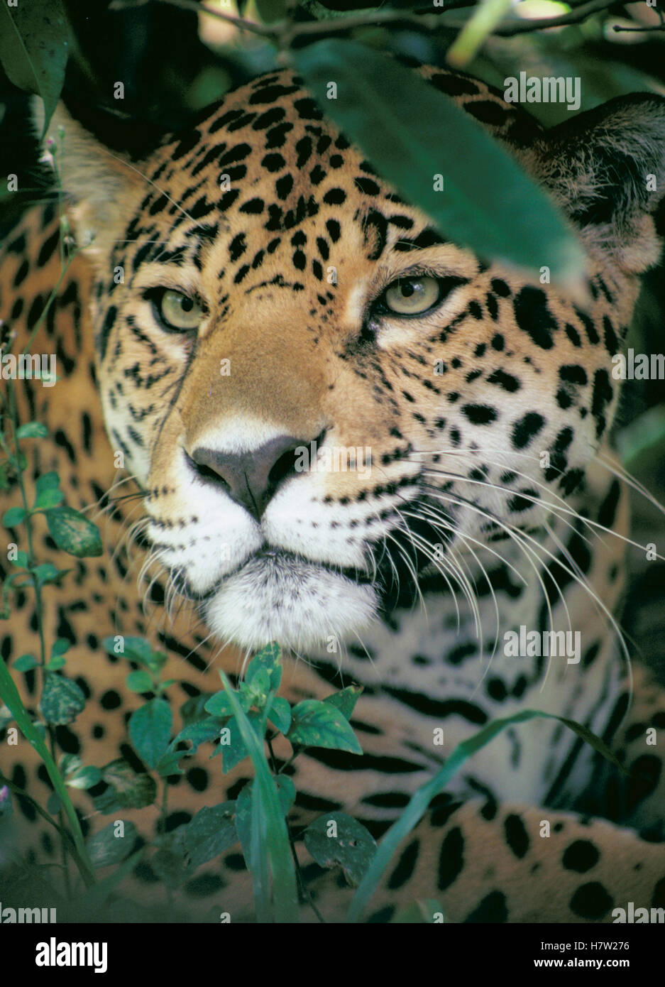 Jaguar (Panthera onca), native to Central and South America Stock Photo ...