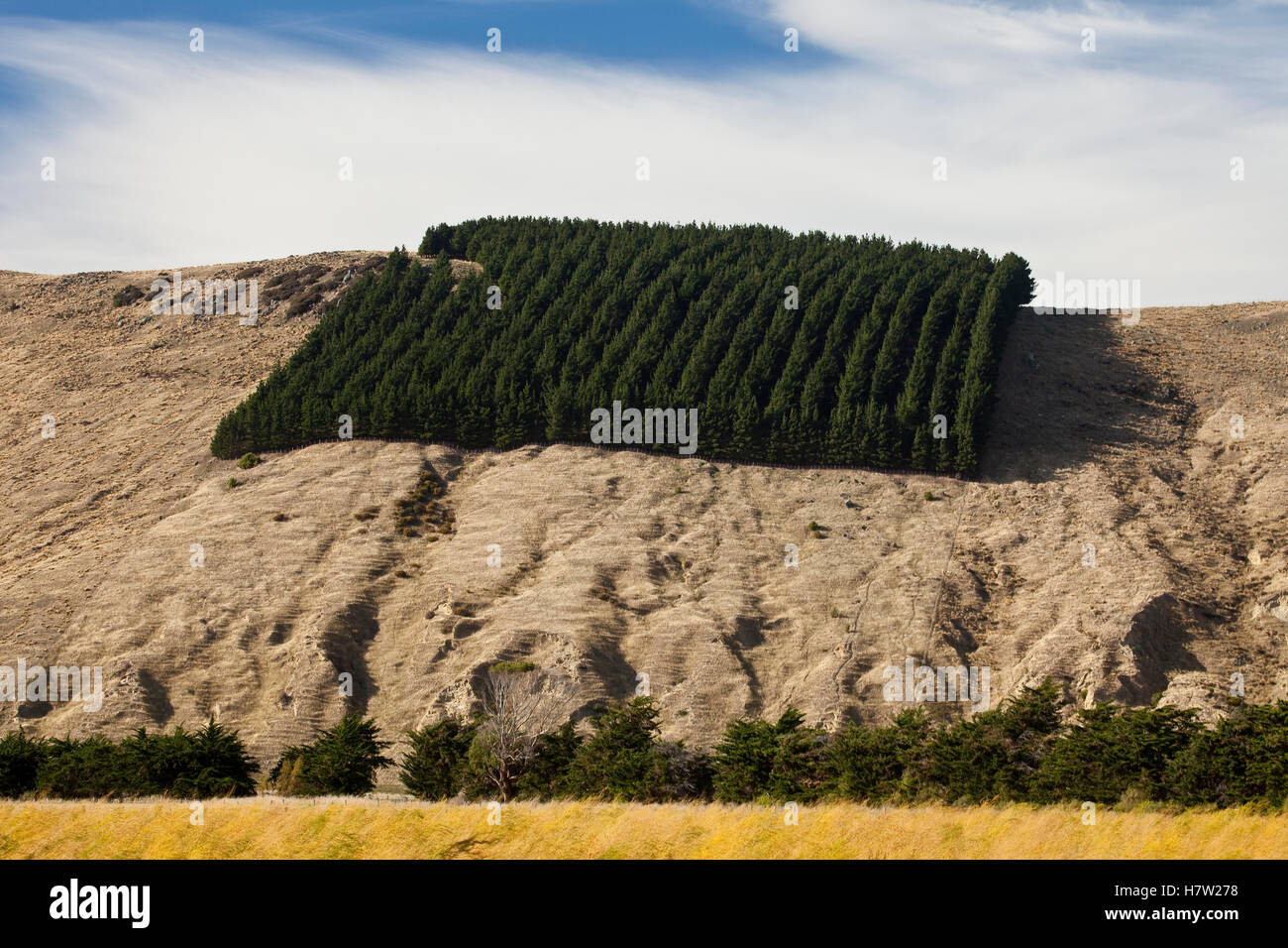 Pine (Pinus sp) tree plantation on arid hillside, Banks Peninsula ...