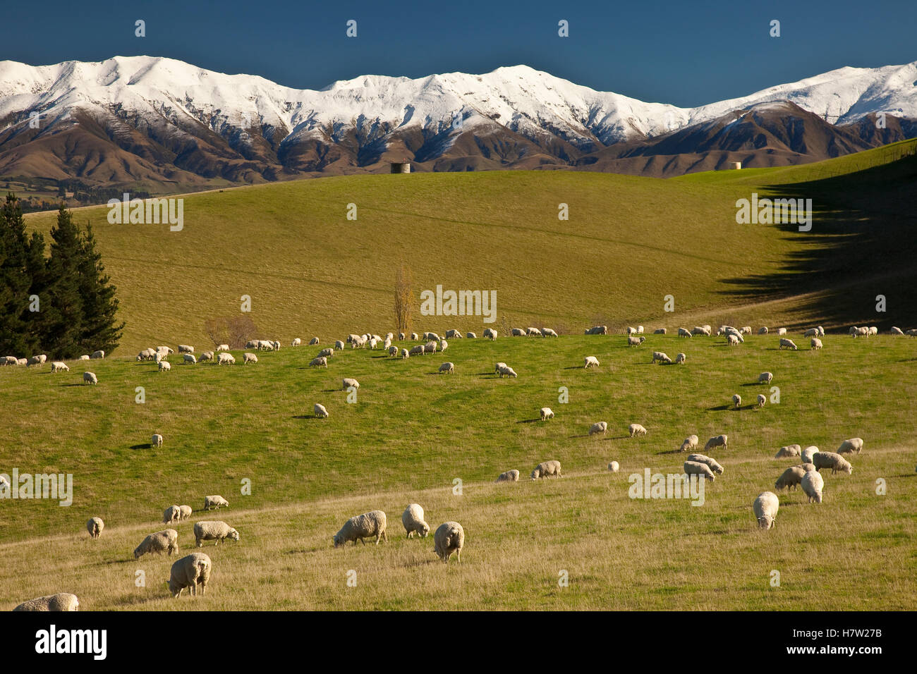 Domestic Sheep (Ovis aries) flock grazing with early winter snow on ...