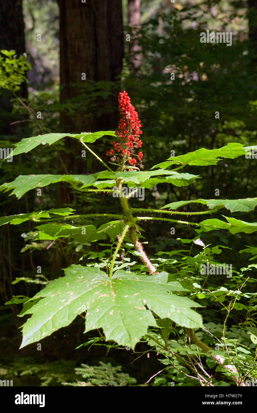 Devil's Club (Oplopanax horridus) flowering in temperate rainforest ...
