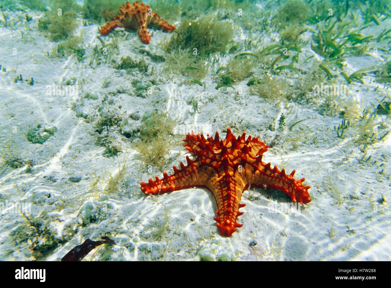 Red-knobbed Sea Star (Protoreaster linckii) pair in shallow water ...
