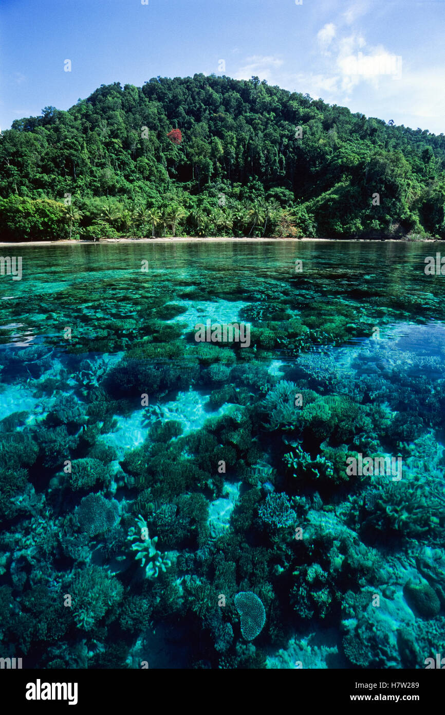 Tropical rainforest and coral, Batanta Island, Indonesia Stock Photo ...