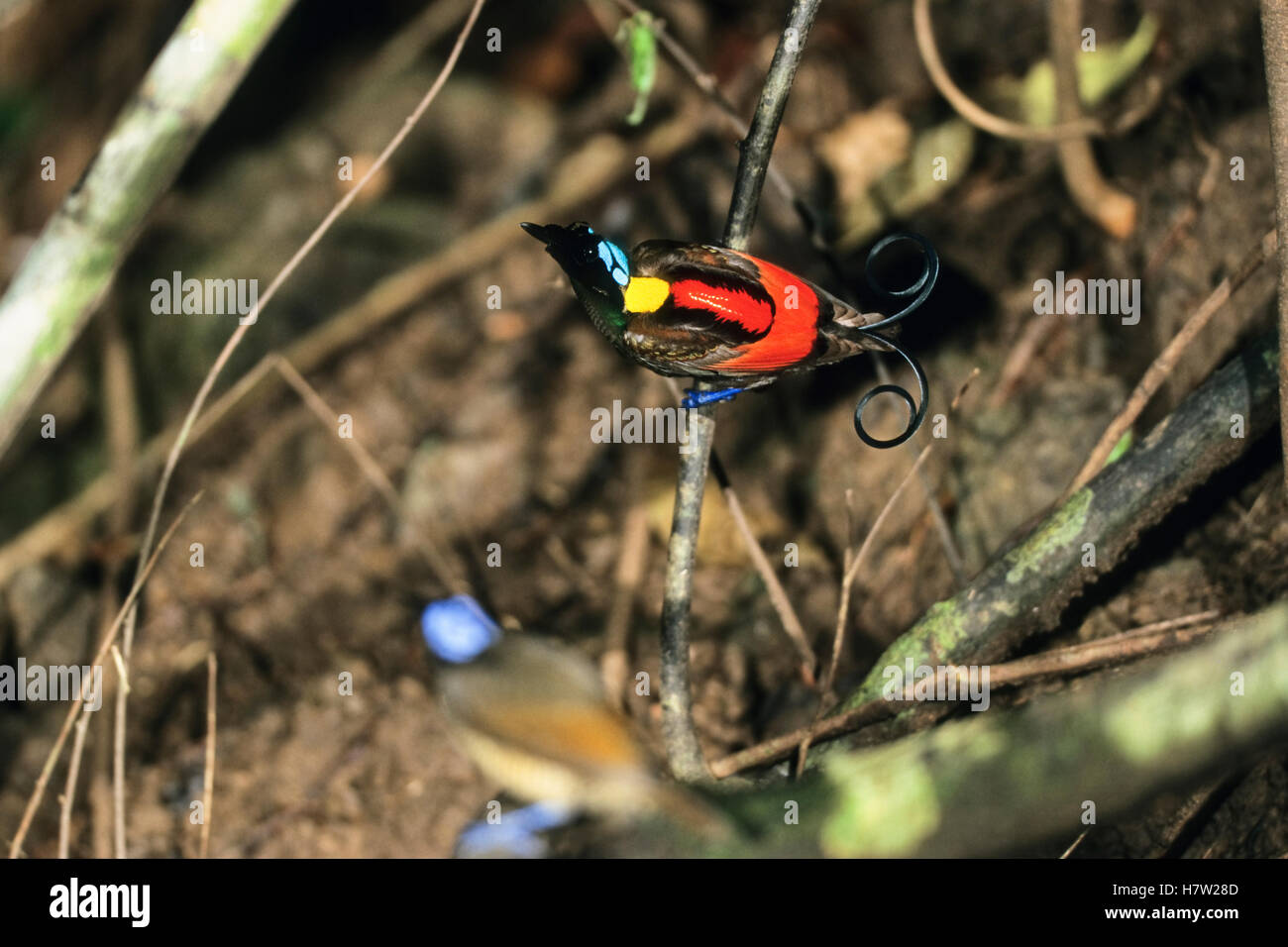 Wilson's Bird-of-paradise (Cicinnurus respublica) male displaying to ...